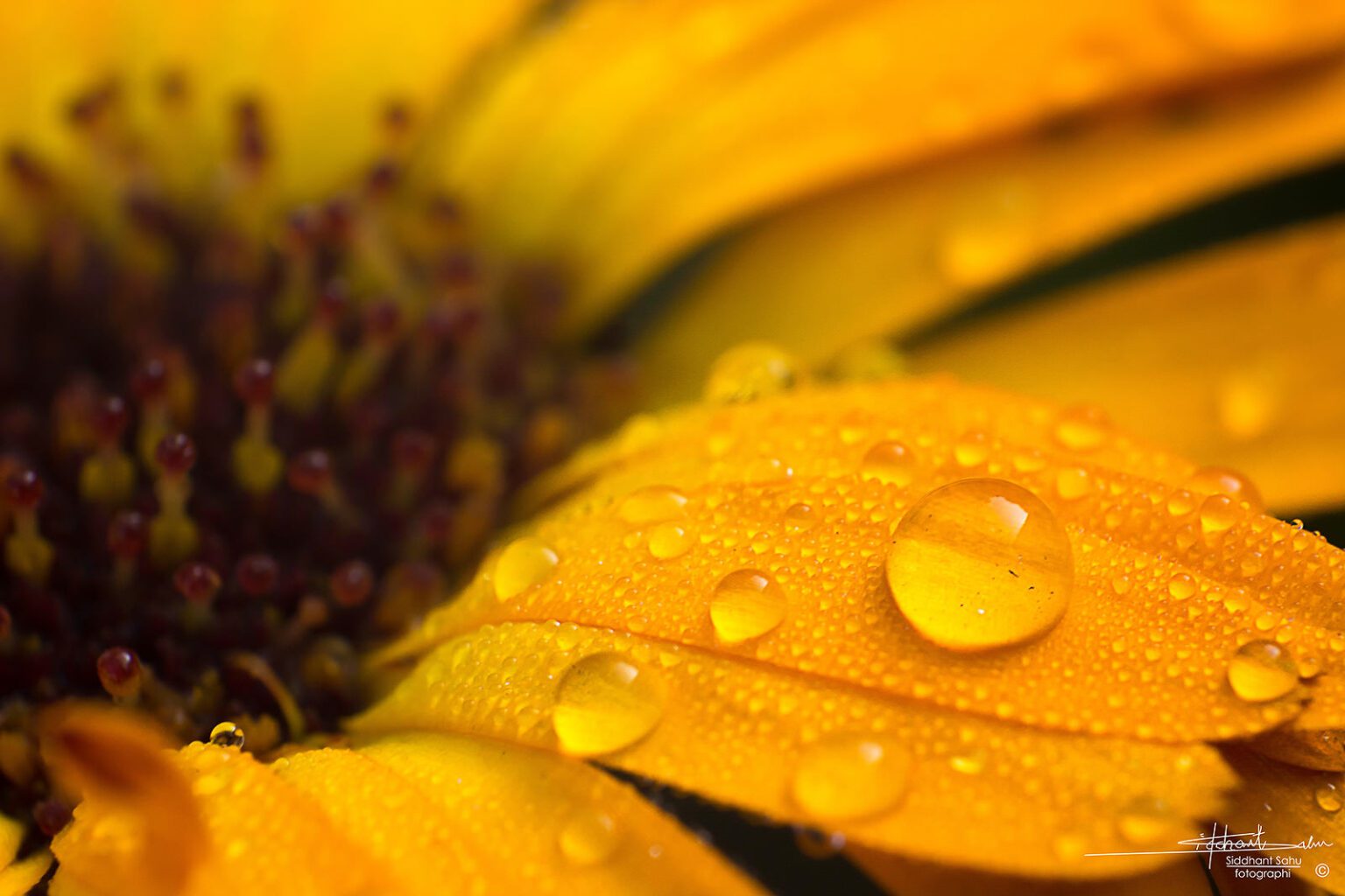 High Magnification Macro Photography on a Budget High Magnification Macro Photography on a Budget