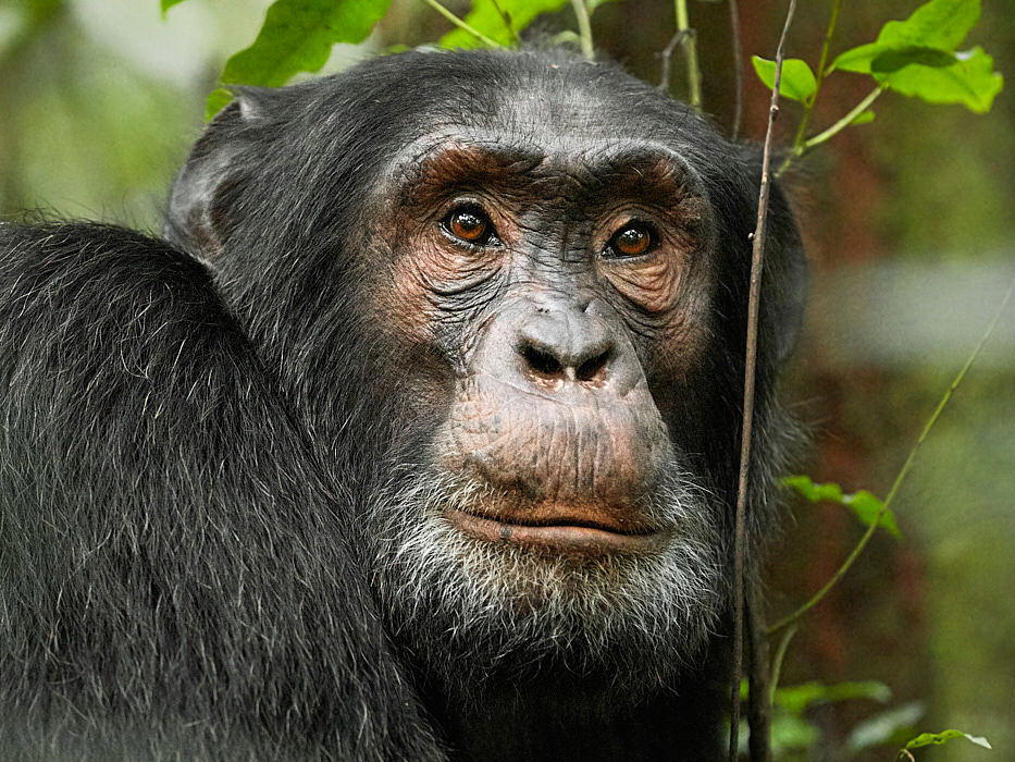 Is Chimping in Photography Good or Bad? Is Chimping in Photography Good or Bad?